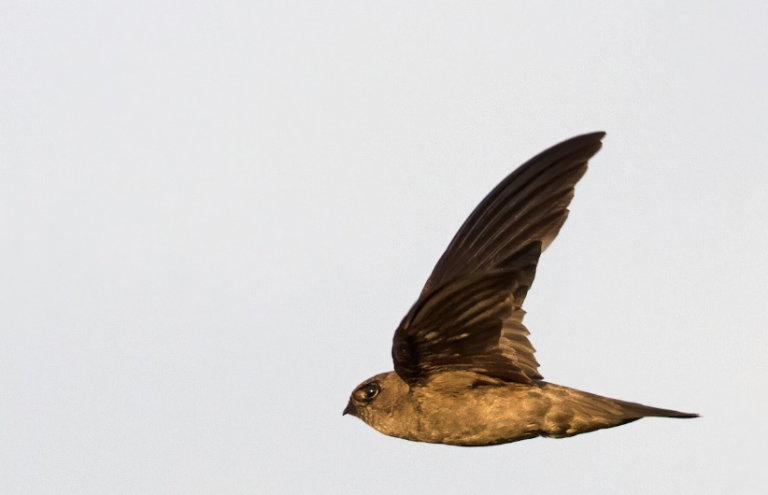 Fakta Menarik tentang Burung Walet Sarang Putih: Penjelajah Langit ...