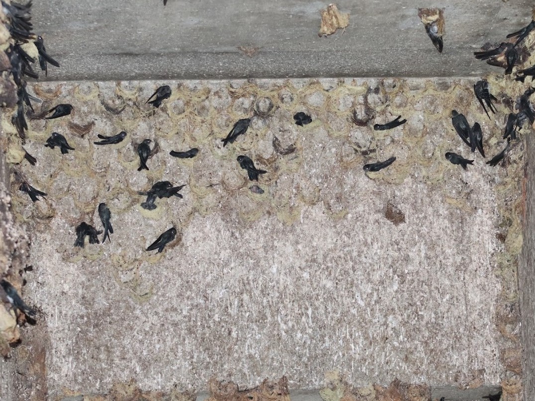 Ini Dia 5 Saudara Burung Walet yang Banyak Dikenali di Indonesia ...