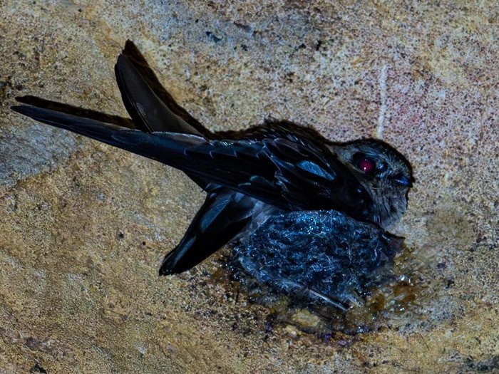 Ini Dia 5 Saudara Burung Walet yang Banyak Dikenali di Indonesia ...