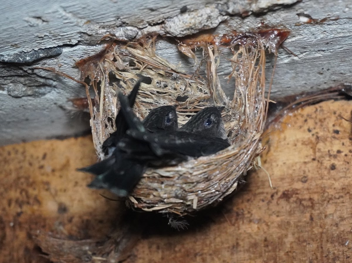 Ini Dia 5 Saudara Burung Walet yang Banyak Dikenali di Indonesia ...
