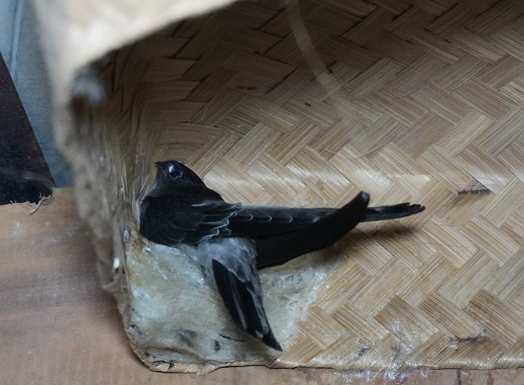 Ini Dia 5 Saudara Burung Walet yang Banyak Dikenali di Indonesia ...