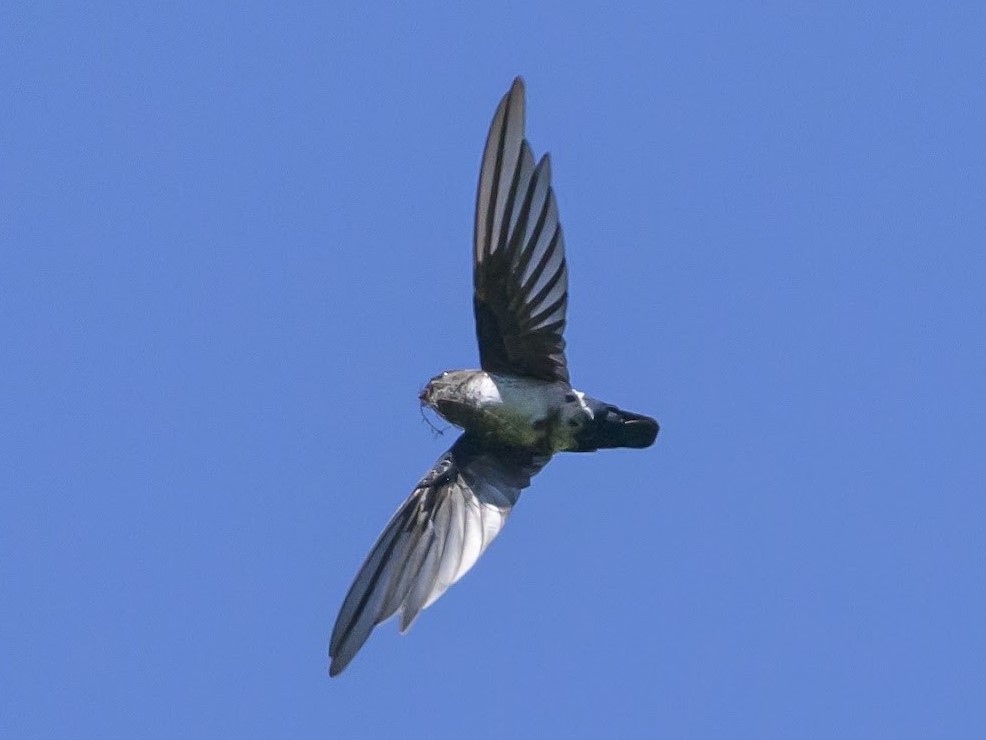 Ini Dia 5 Saudara Burung Walet yang Banyak Dikenali di Indonesia ...