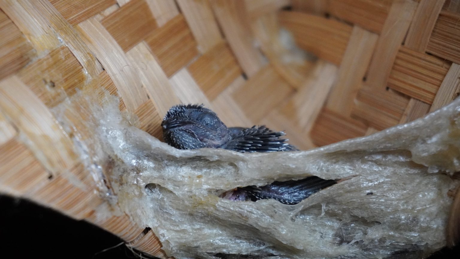 Potensi Sarang Walet di Indonesia sebagai Pemimpin dengan 80% Produksi ...