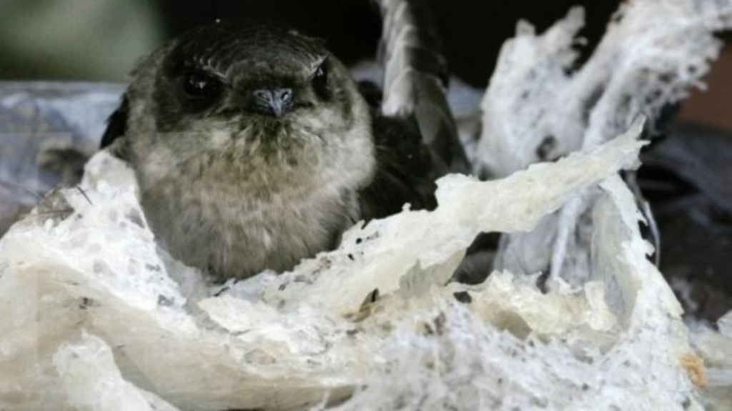 Yuk Ketahui Cara Burung Walet Membuat Sarang dari Air Liur - Markas Walet